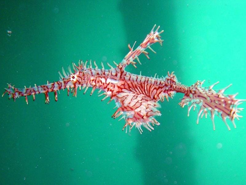Ghost Pipefish in Fiji, Solenostomus