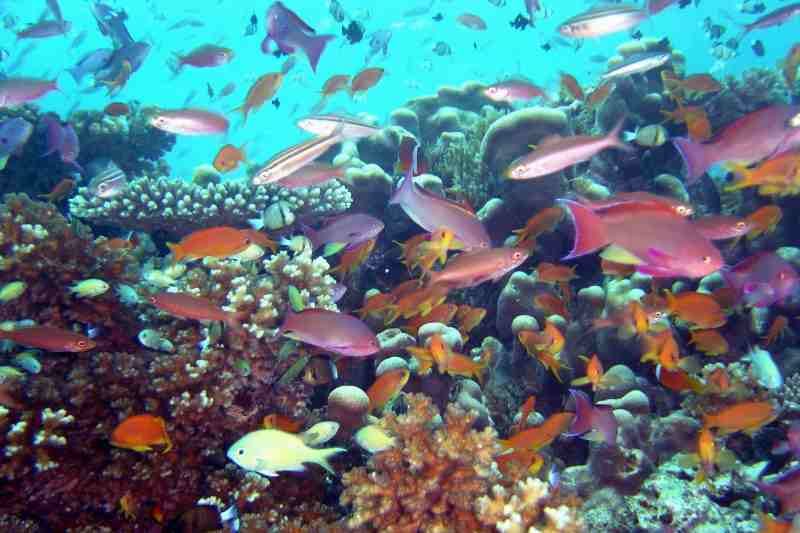 Bold and Beautiful Fiji Reef Fish: What Can I See While Diving?